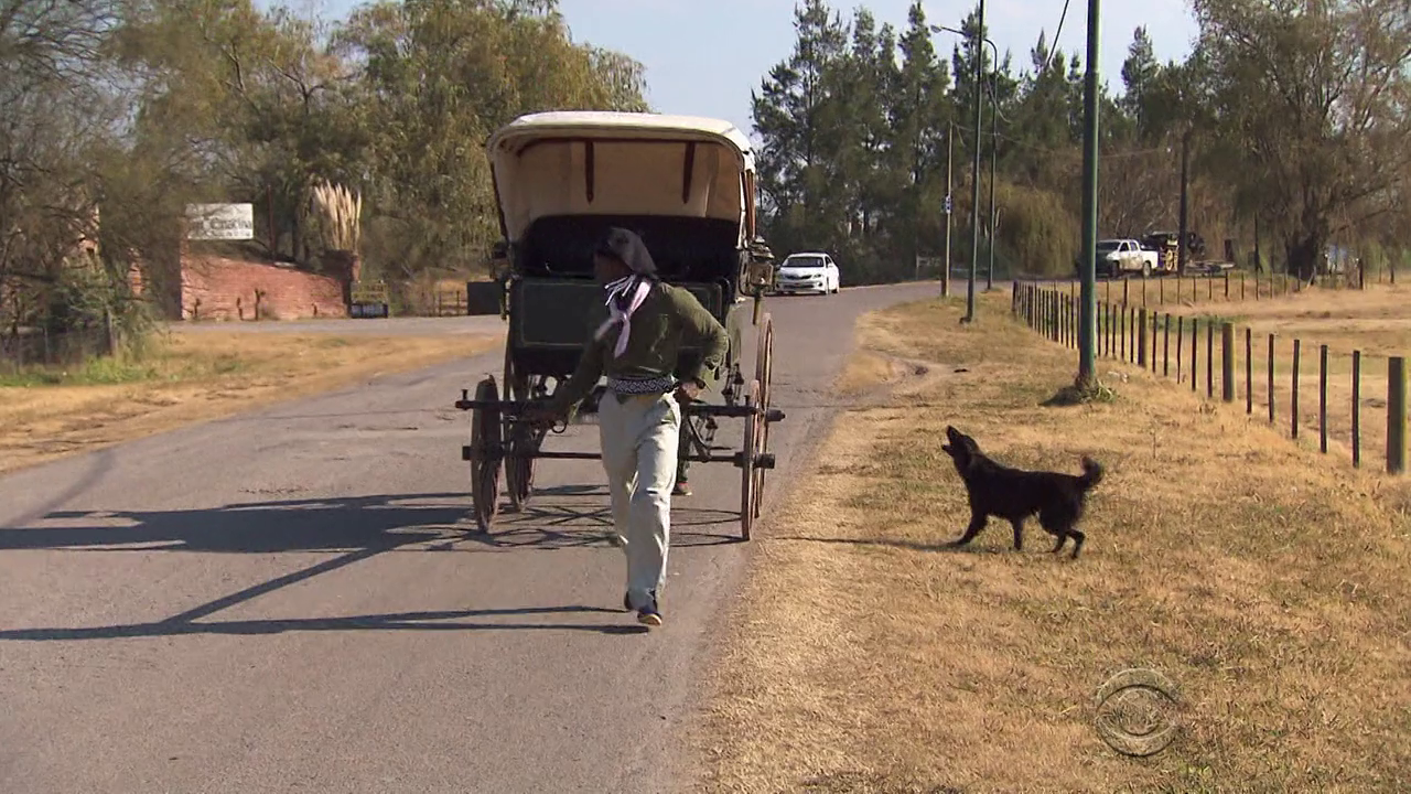 So Many Helper Dogs - VH Corner